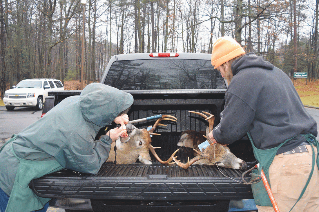 Testing deer for CWD scaled back | News, Sports, Jobs - Daily Press